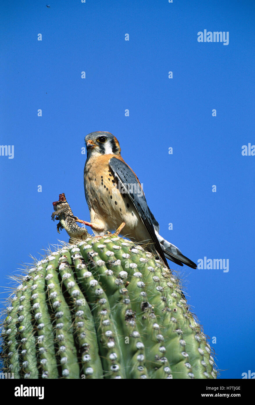 American Kestrel (Falco sparverius) male on Saguaro (Carnegiea gigantea ...