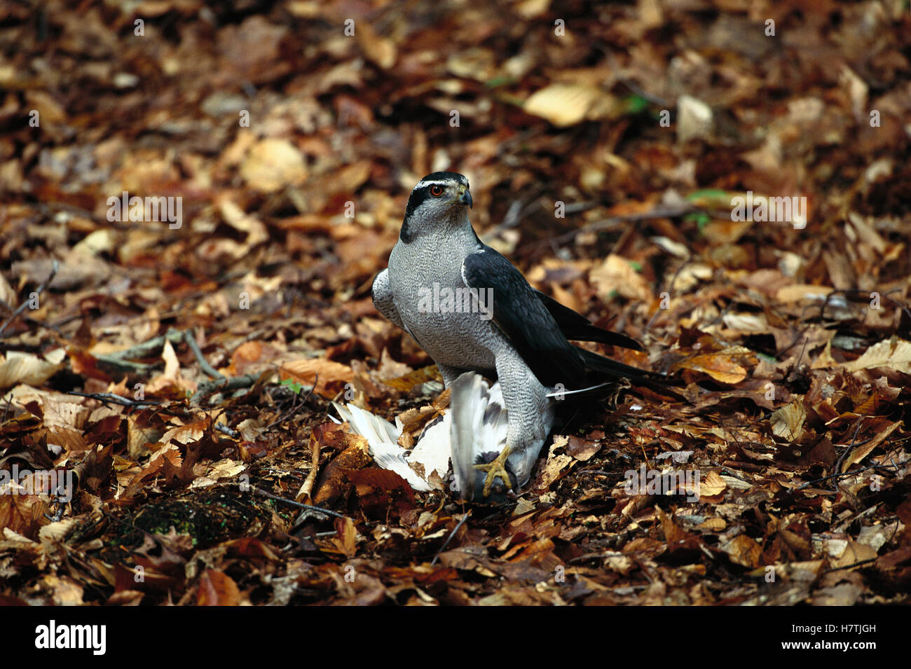 Northern Goshawk (Accipiter gentilis) on forest floor with captured ...