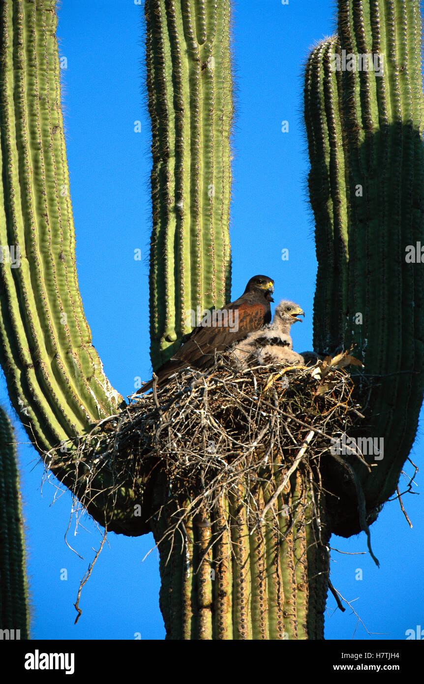 Harris' Hawk (Parabuteo unicinctus) on nest in Saguaro (Carnegiea ...