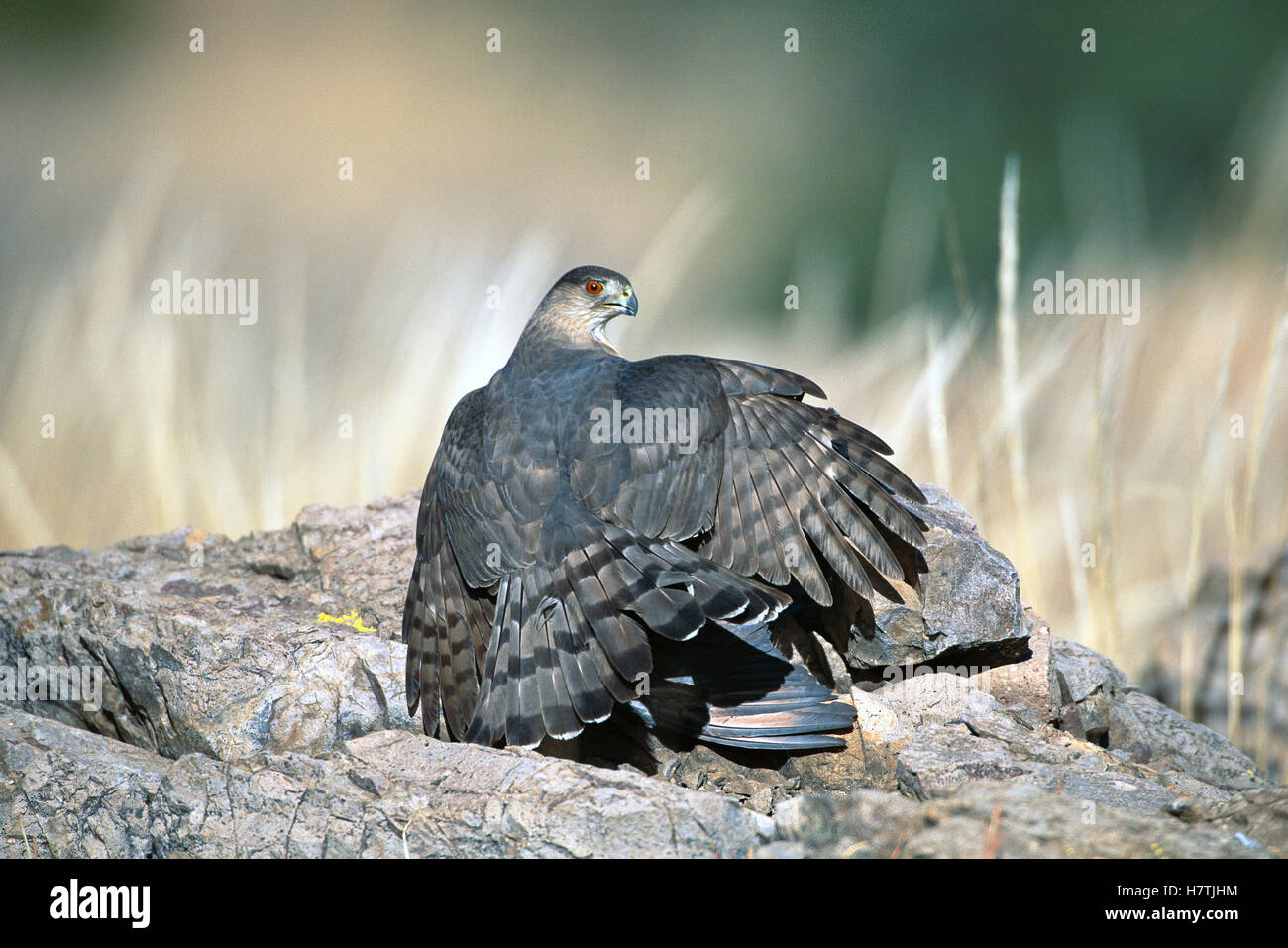 Cooper's Hawk (Accipiter cooperii) mantling prey, Chiricahua Mountains ...