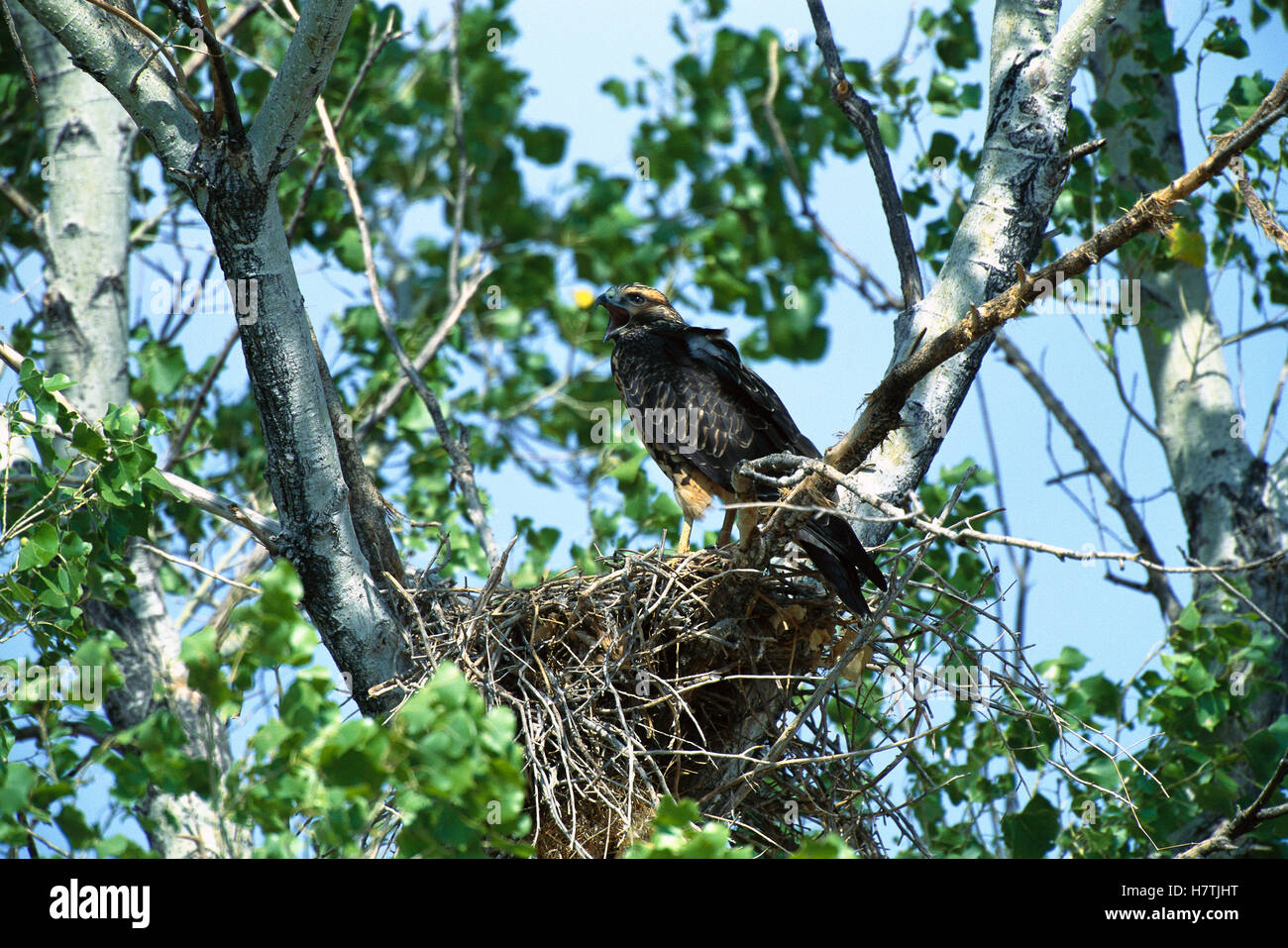 Swainson's Hawk (Buteo swainsoni) juvenile at nest, Chiricahua ...