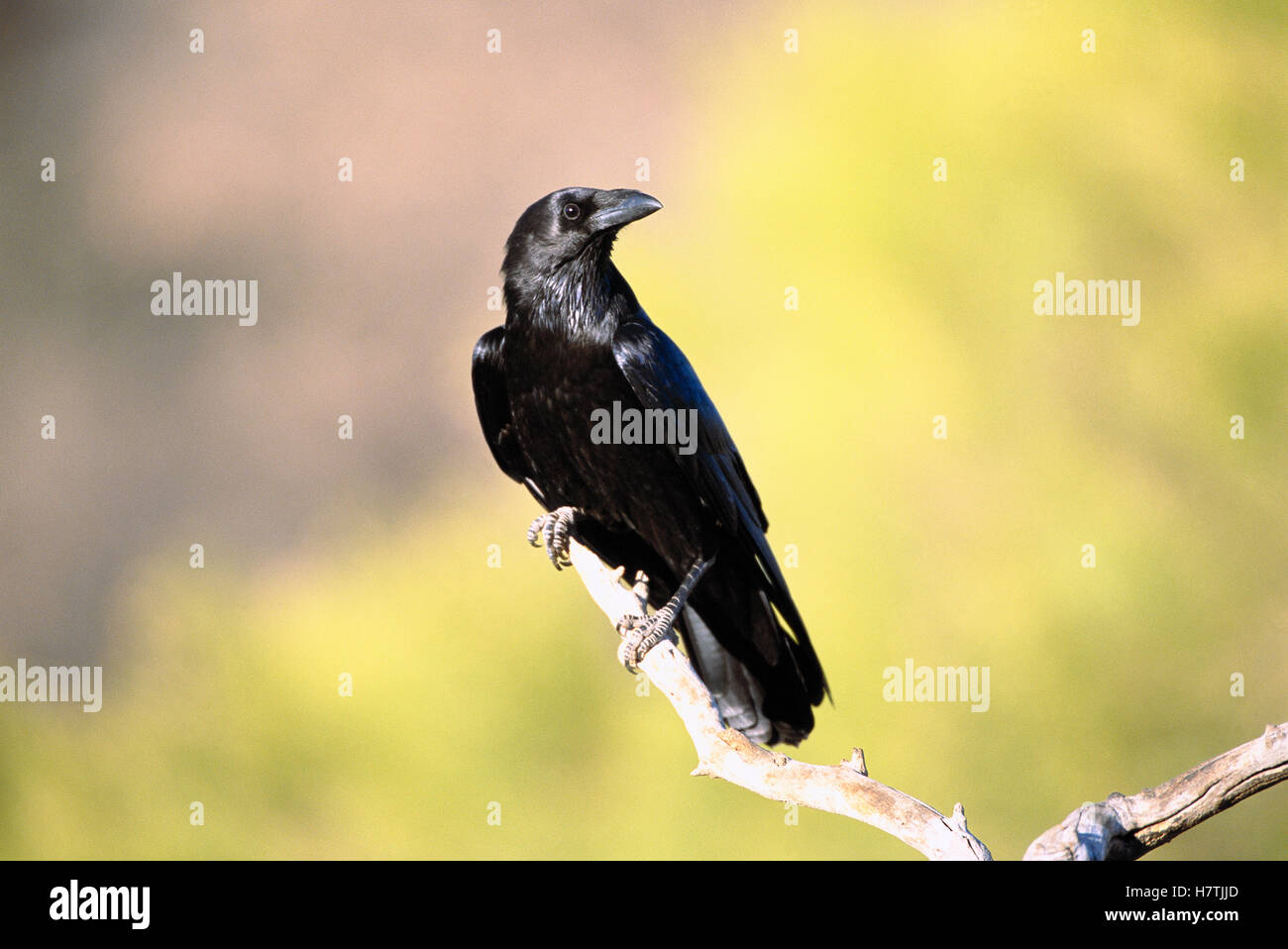 Common Raven (Corvus corax), Tucson, Arizona Stock Photo - Alamy