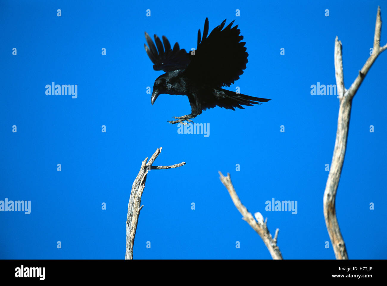 Common Raven (Corvus corax) landing on perch, Tucson, Arizona Stock ...