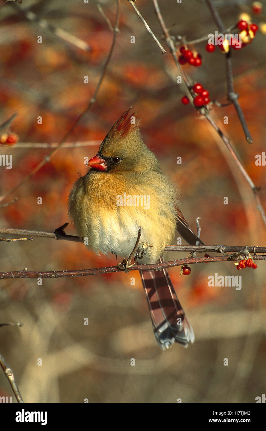 Northern Cardinal (Cardinalis cardinalis) female perching in ...