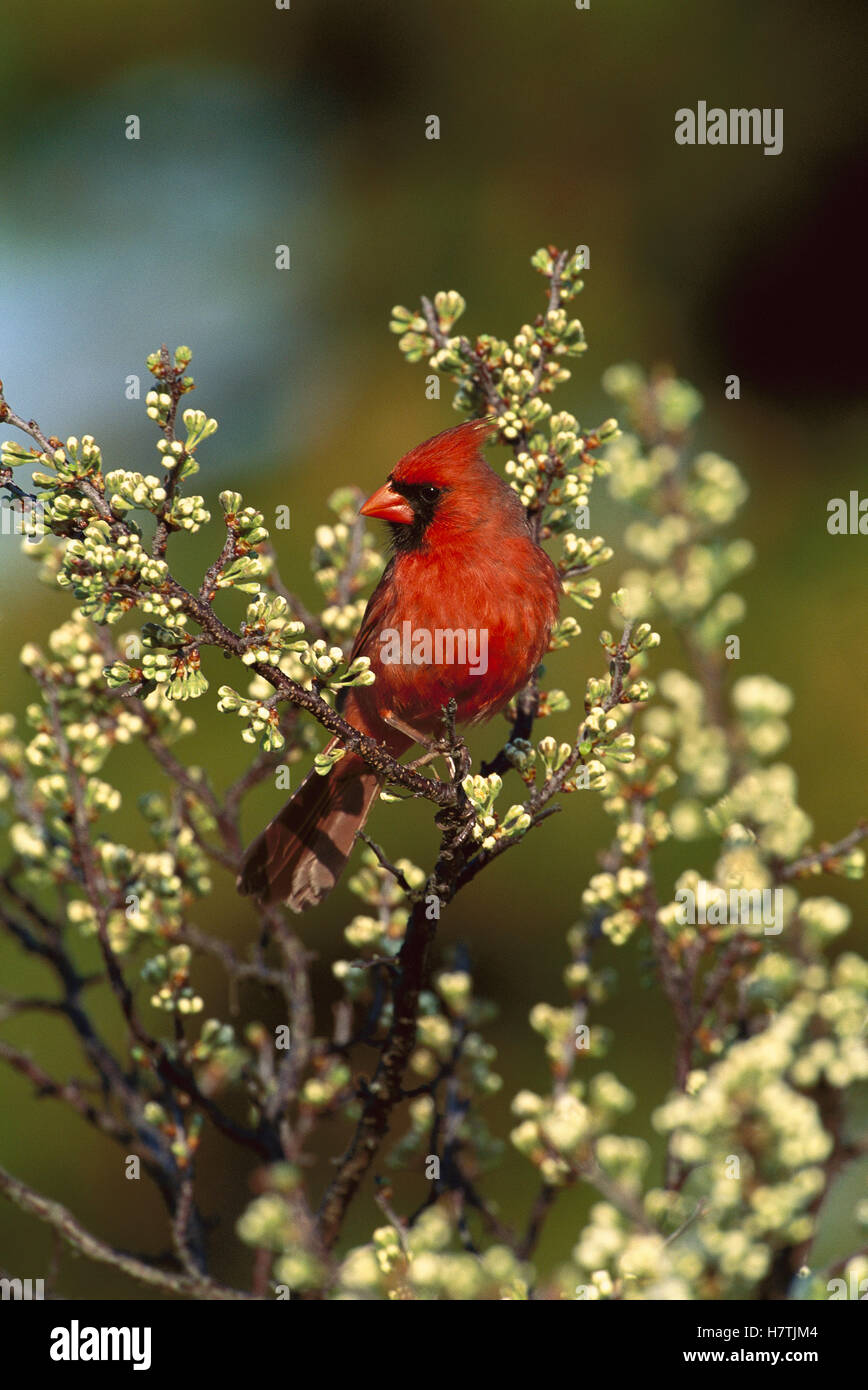Northern Cardinal (Cardinalis cardinalis) male perching in Bittersweet ...