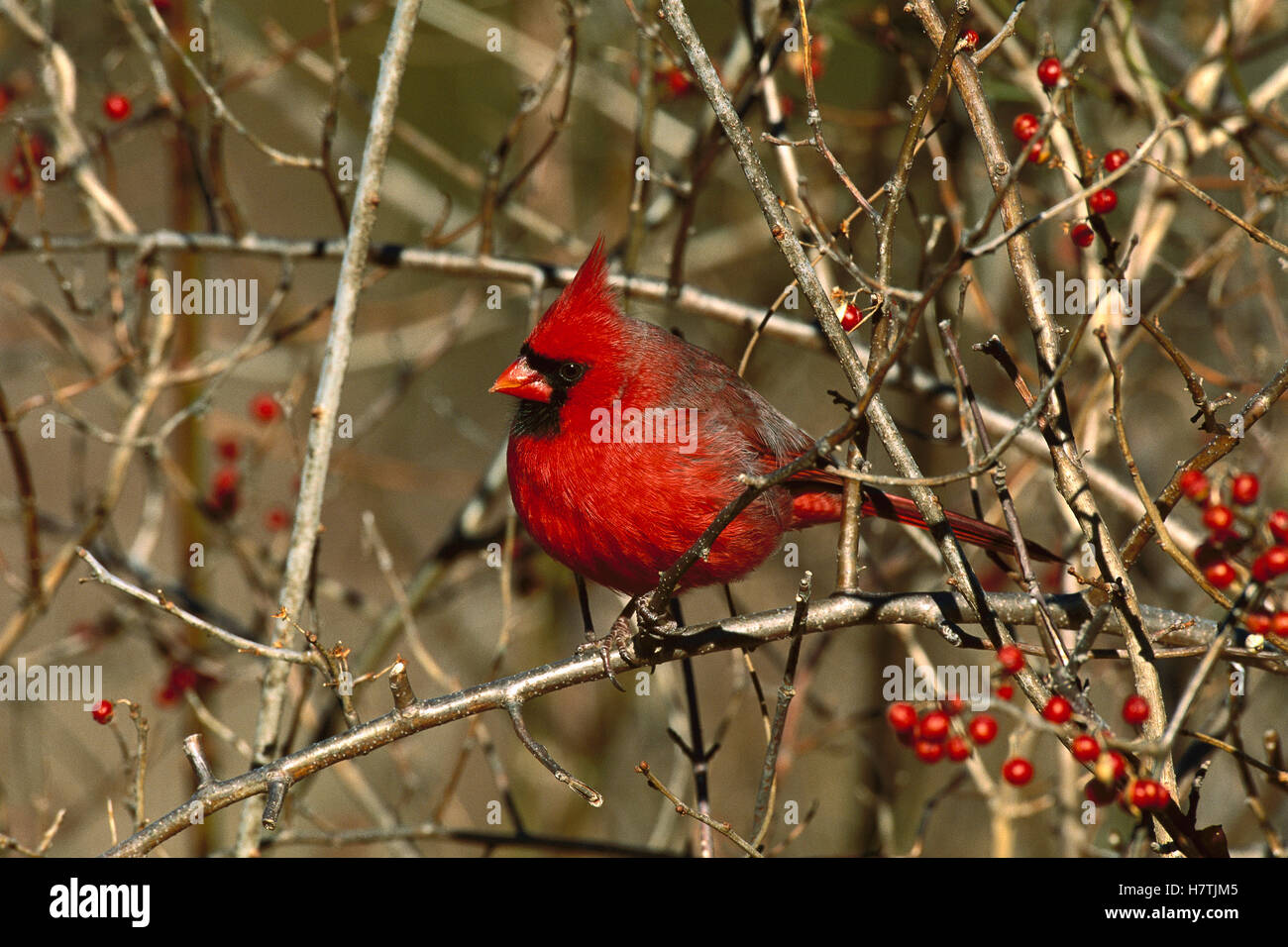 Northern Cardinal (Cardinalis cardinalis) male perching in Bittersweet ...