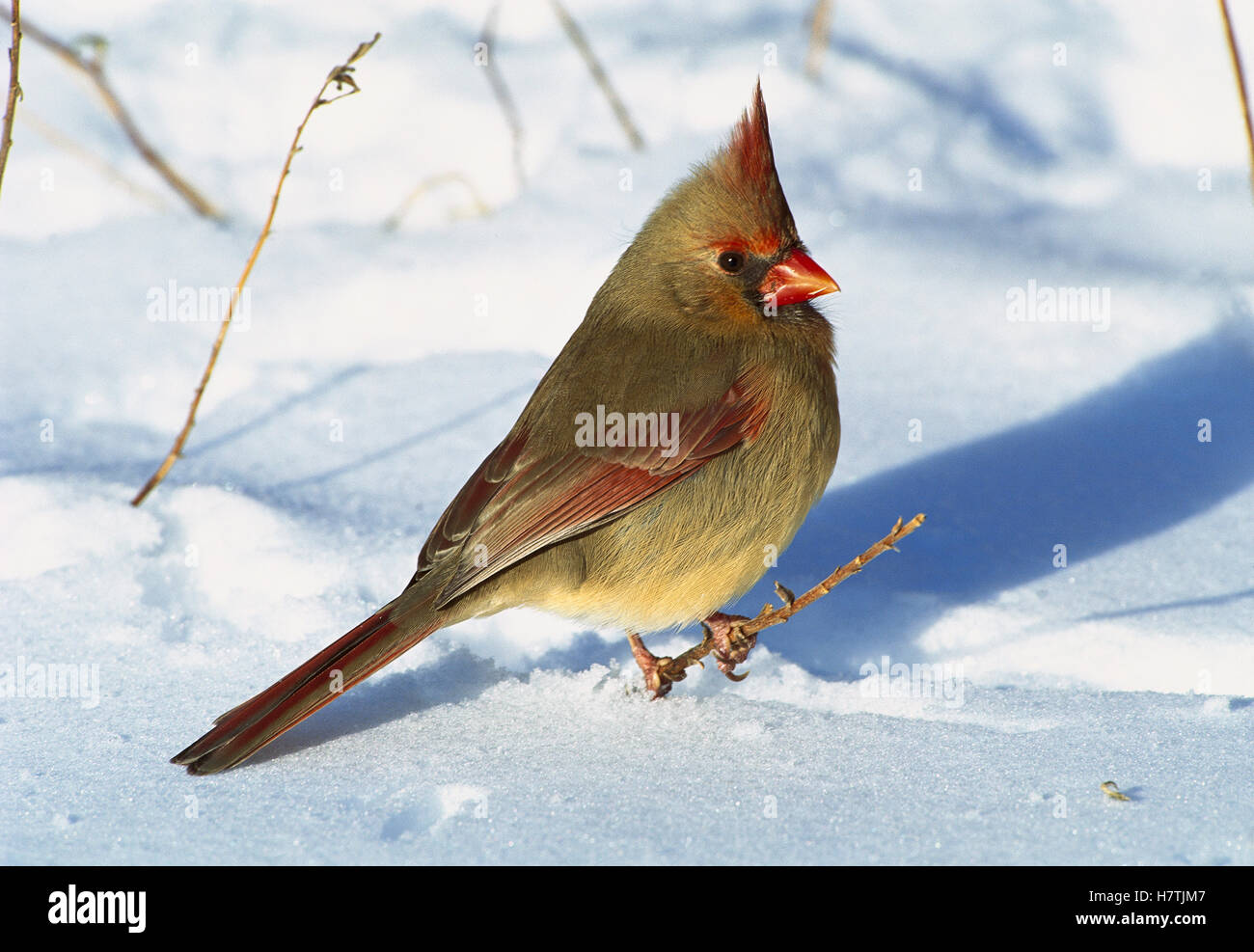 Northern Cardinal (Cardinalis cardinalis) female on snowy ground, Long ...