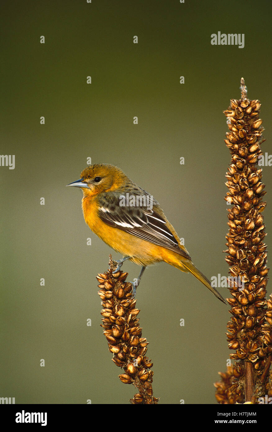 Baltimore Oriole (Icterus galbula) female on perch, Long Island, New ...