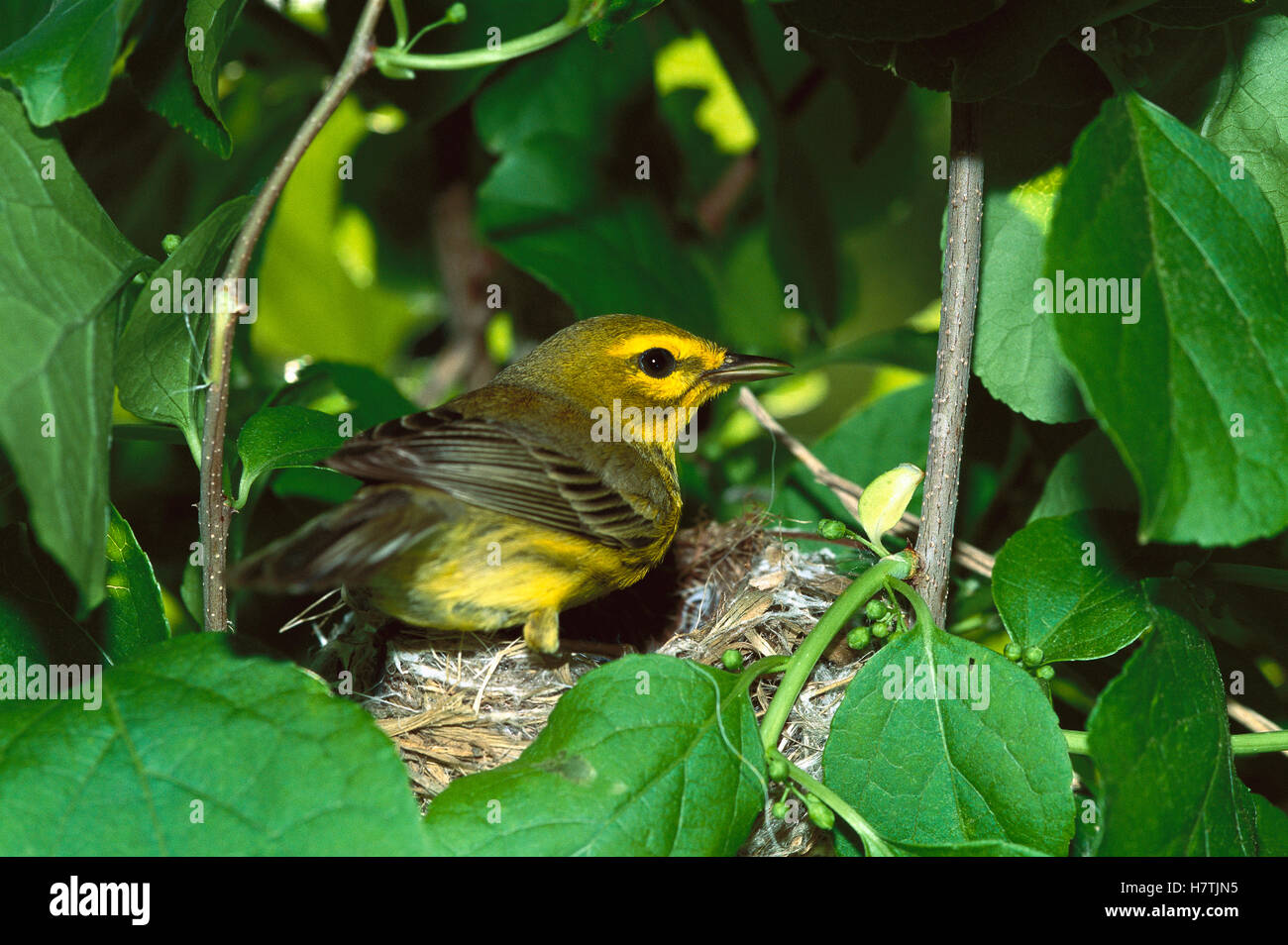 Prairie Warbler (Setophaga discolor) at nest in tree, Long Island, New ...