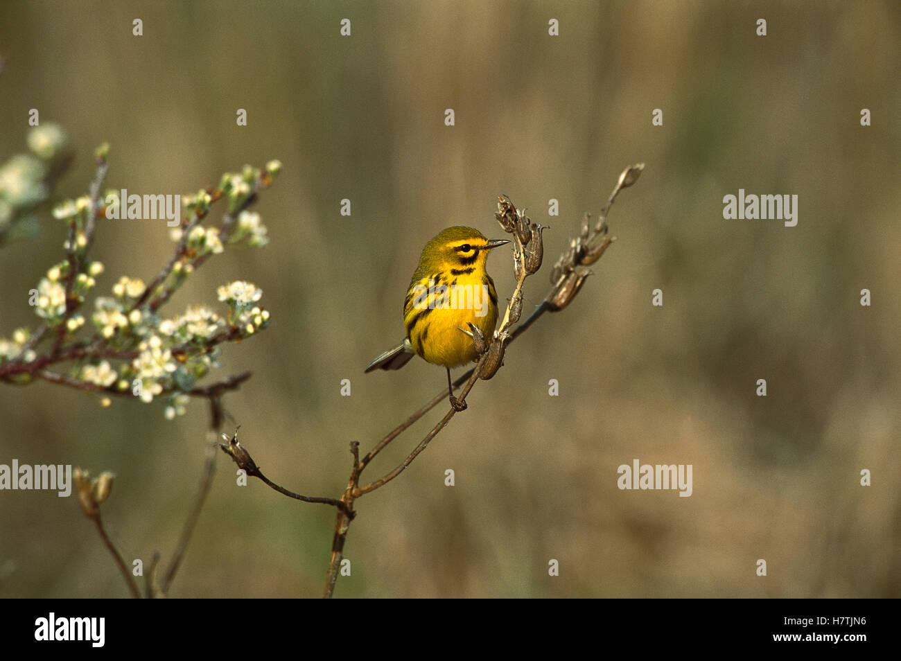 Prairie Warbler (Setophaga discolor) perching in blossoming tree, Long ...