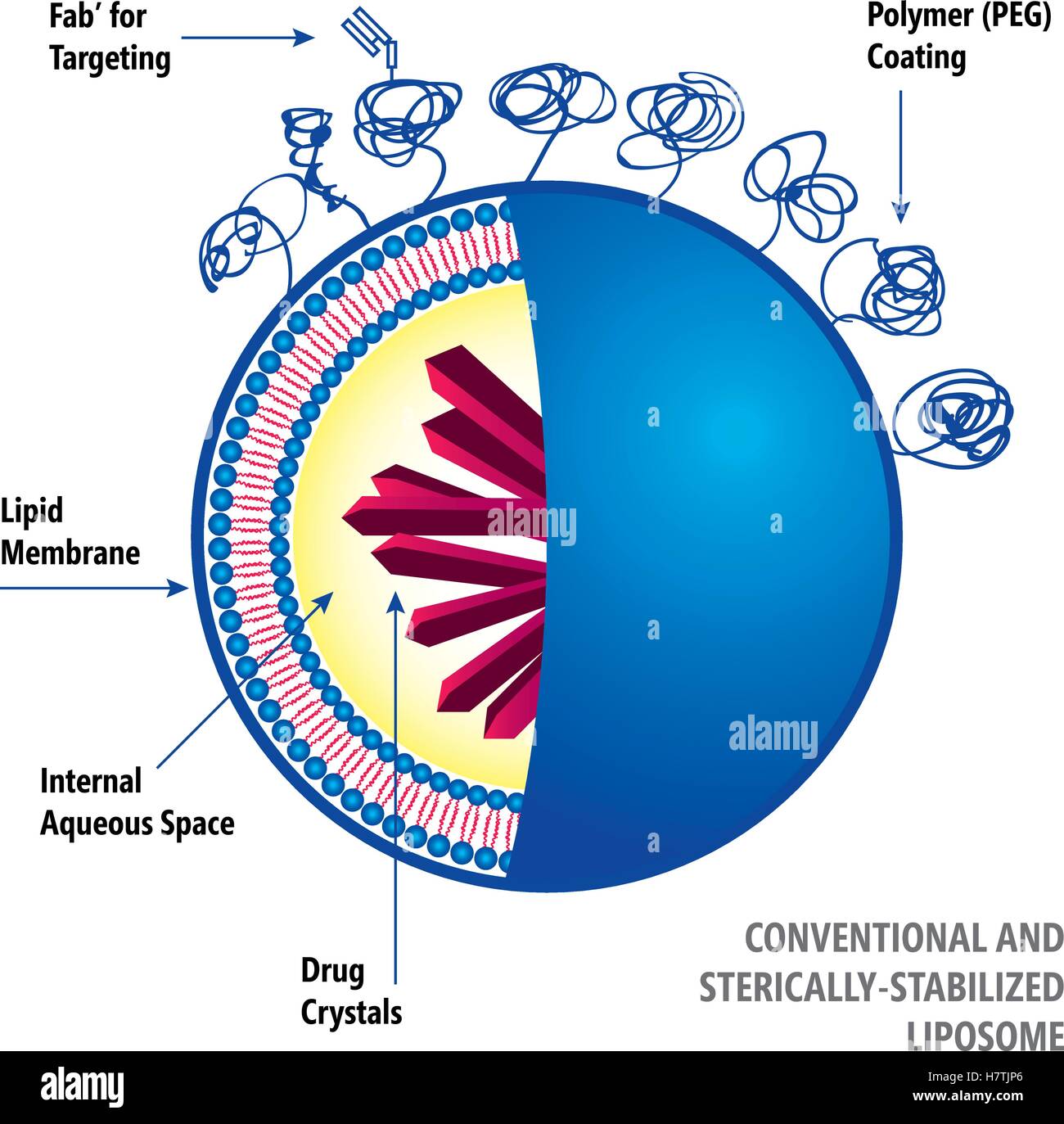 Medical vector illustration of liposomes drug delivery system Stock ...