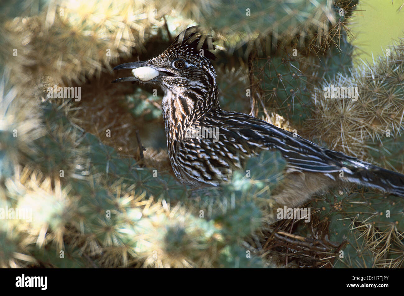 Greater Roadrunner (Geococcyx californianus) parent removing chicks ...