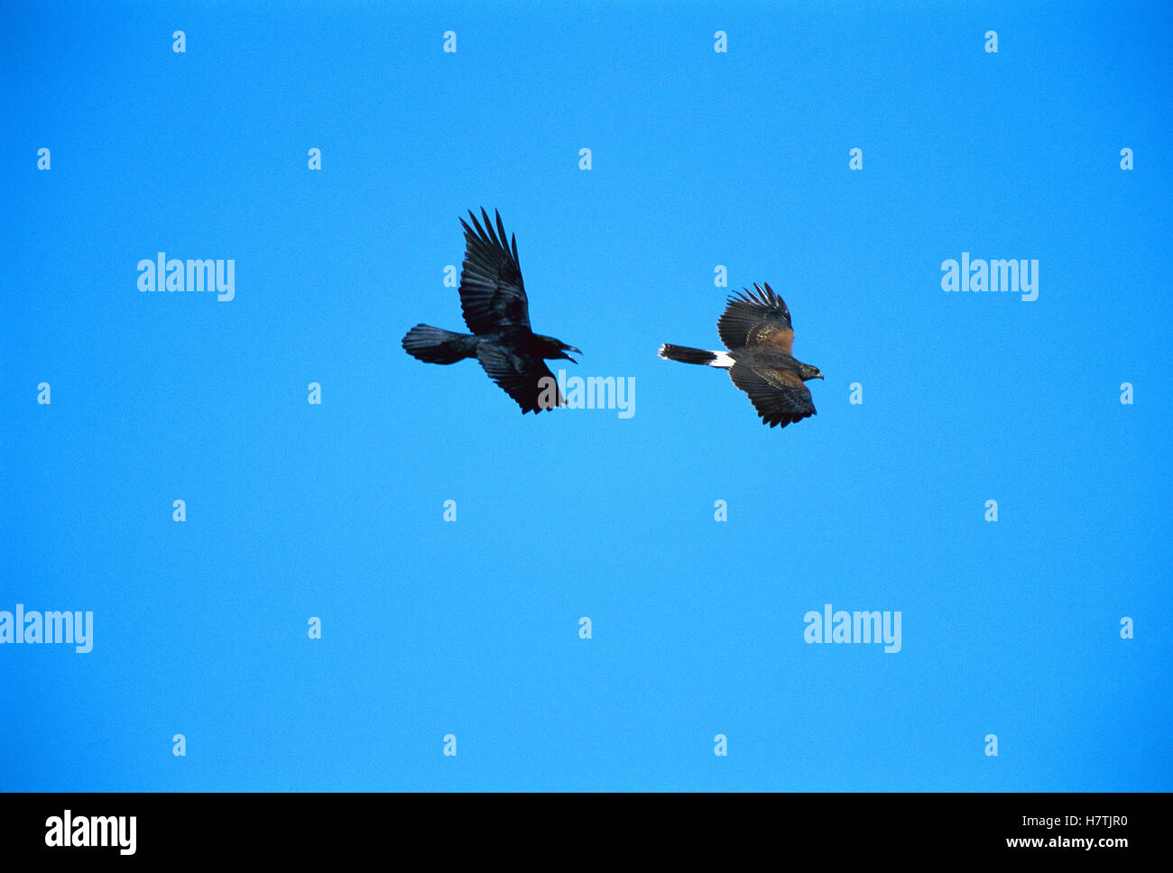 Common Raven (Corvus corax) chasing Harris' Hawk (Parabuteo unicinctus ...