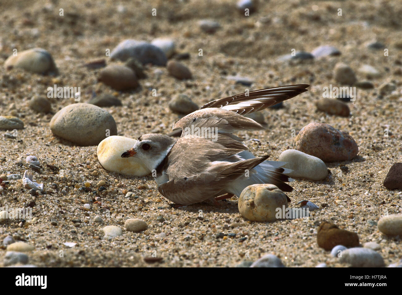 Piping Plover (Charadrius melodus) pretending to be wounded to distract ...