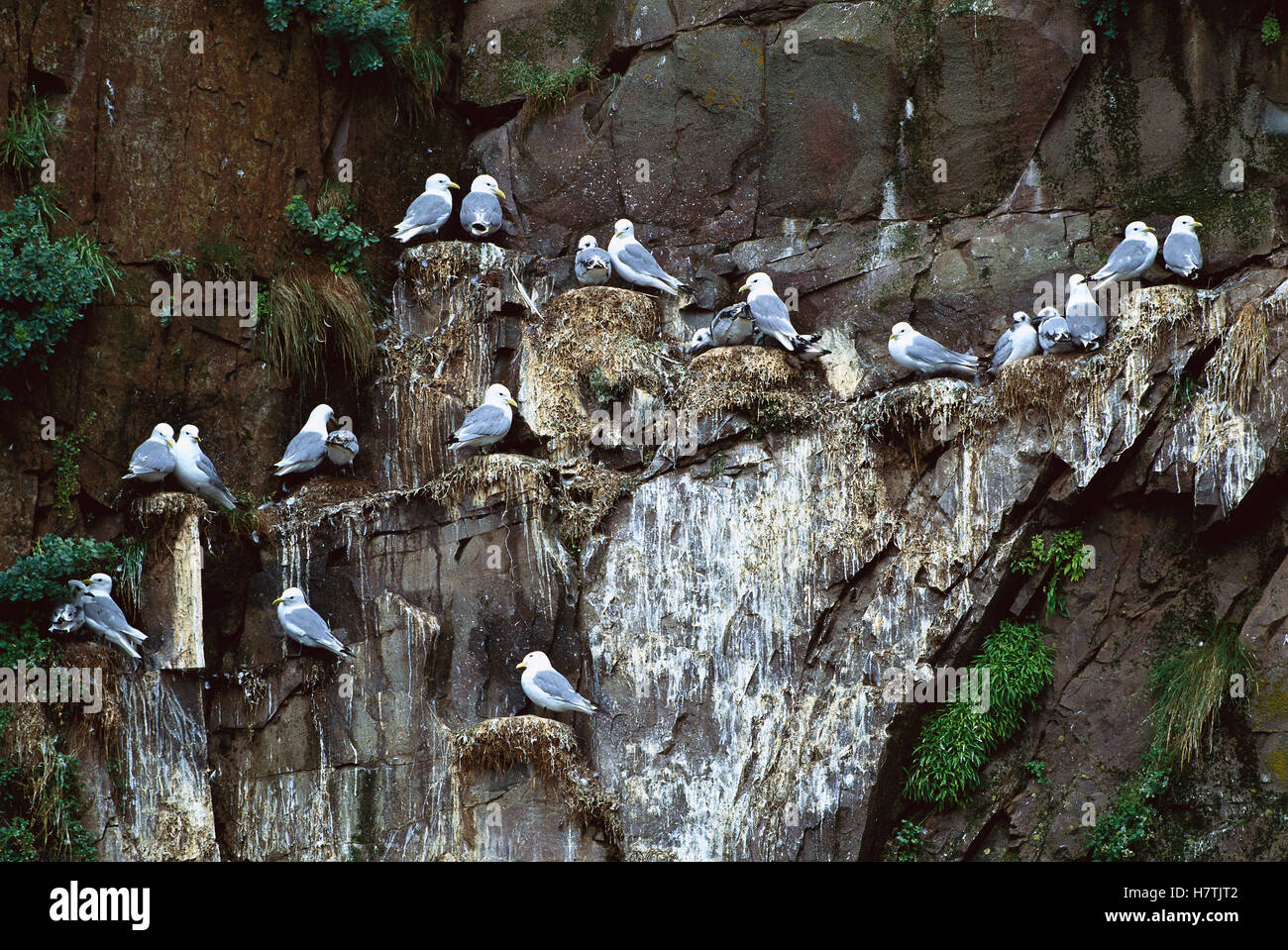 Black-legged Kittiwake (Larus tridactyla) nesting colony on cliff ...