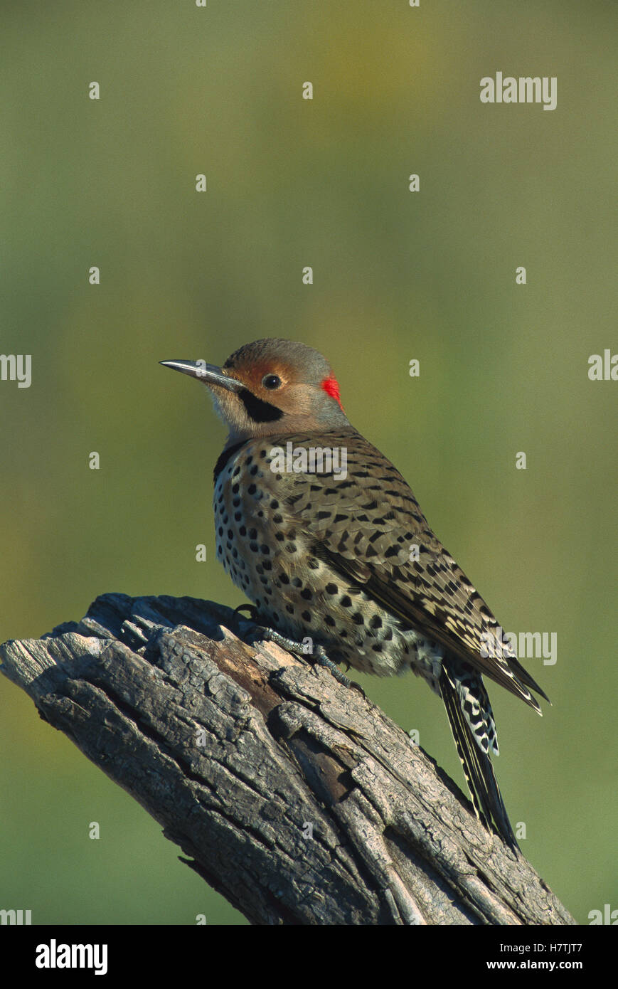 Northern Flicker (Colaptes auratus) perching, Long Island, New York ...