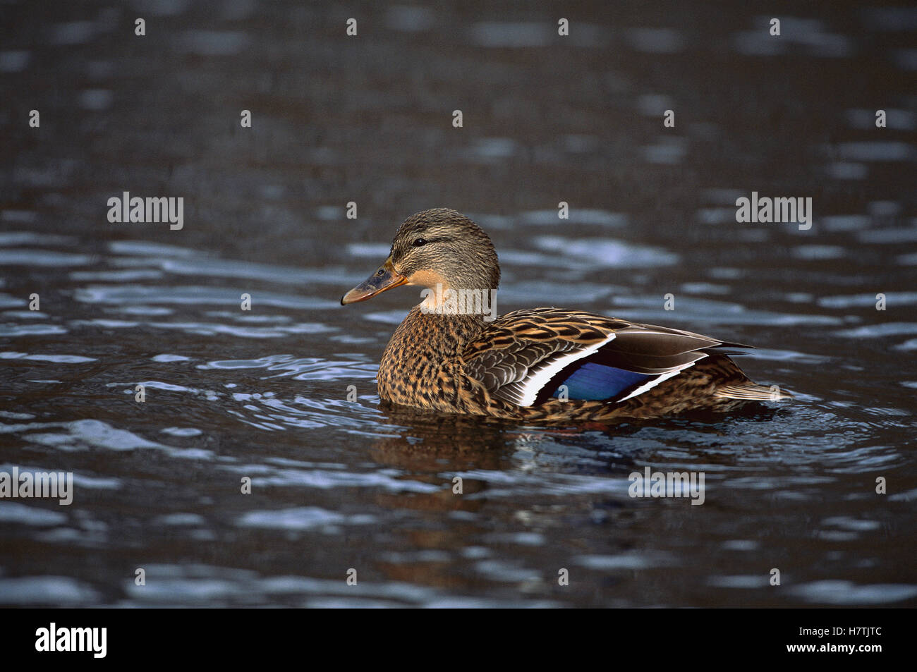 American Black Duck (Anas rubripes) female on water, Long Island, New ...