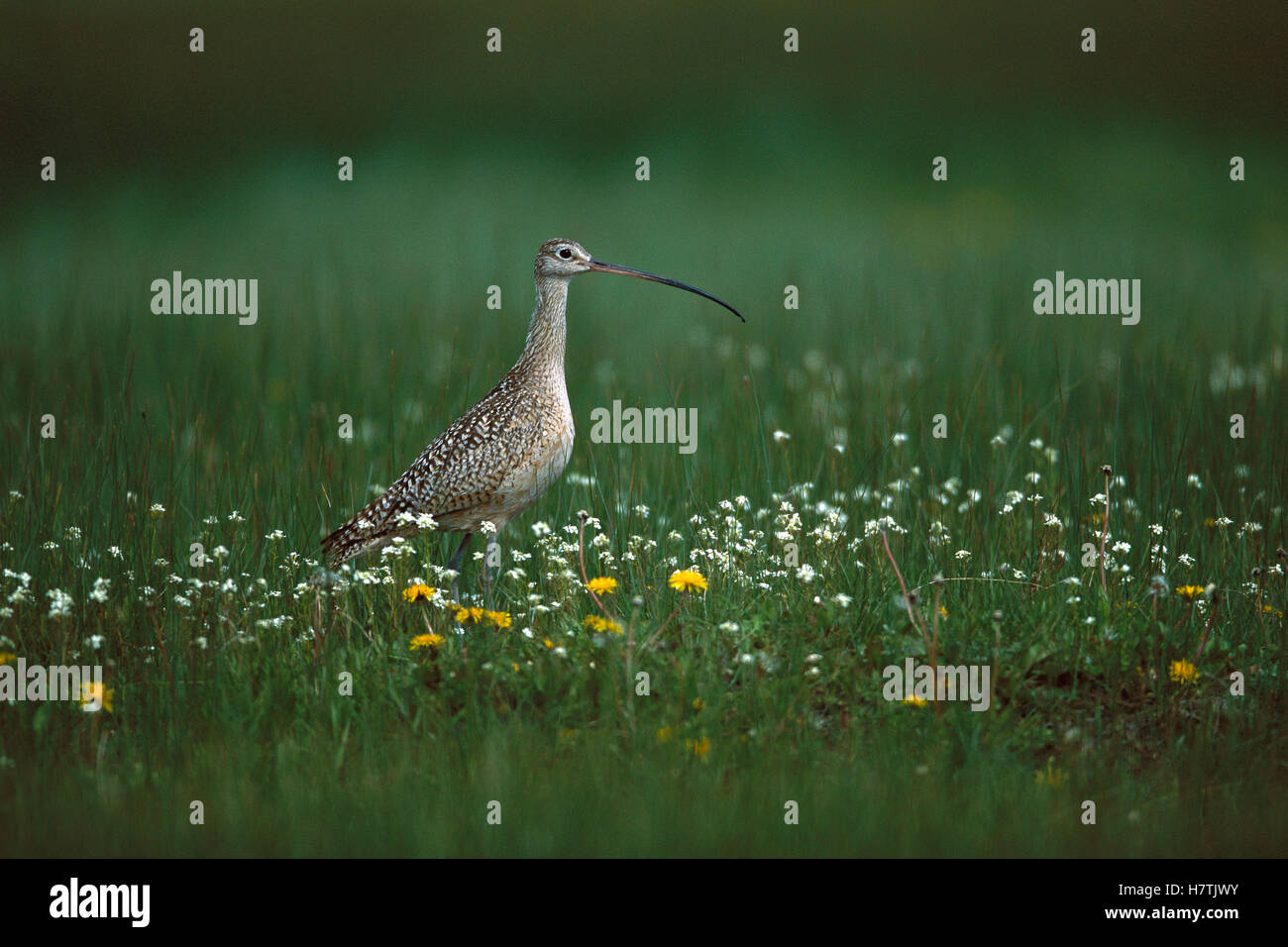 Long-billed Curlew (Numenius americanus) on nesting territory, Teton ...