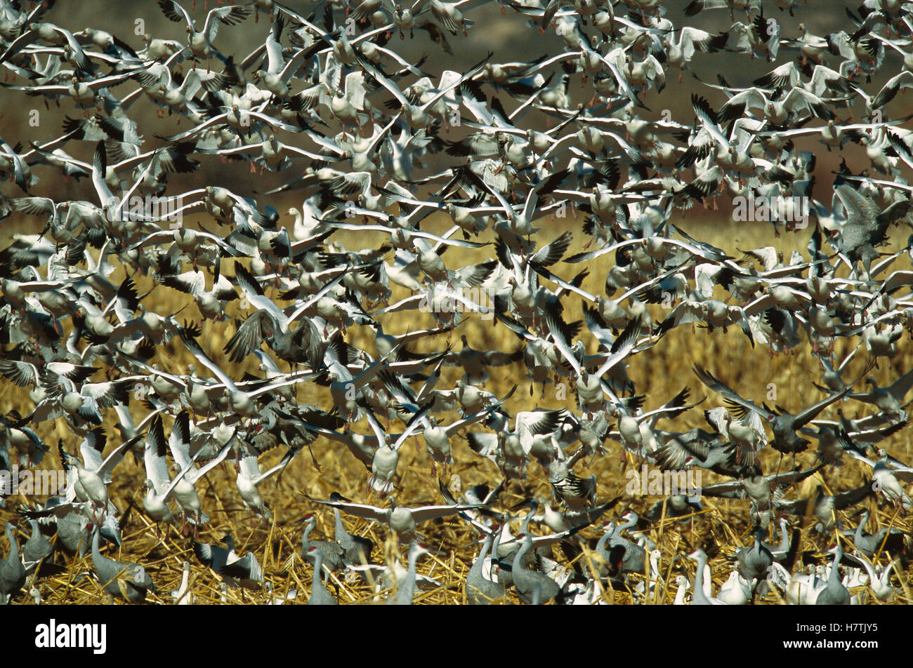 Snow Goose (Chen caerulescens) huge flock landing, Bosque del Apache ...
