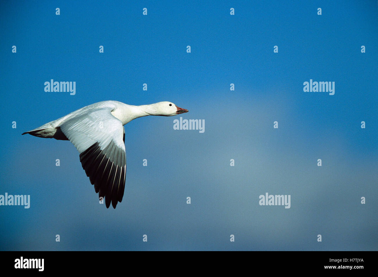 Snow Goose (Chen caerulescens) profile of adult flying, Bosque del ...