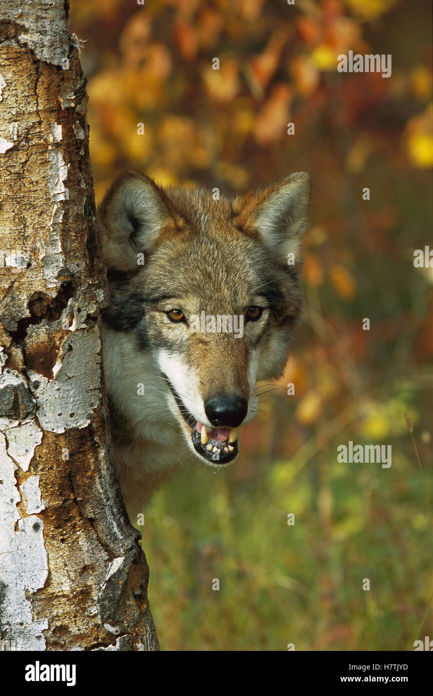 Timber Wolf (Canis lupus) portrait peering out from behind a tree ...
