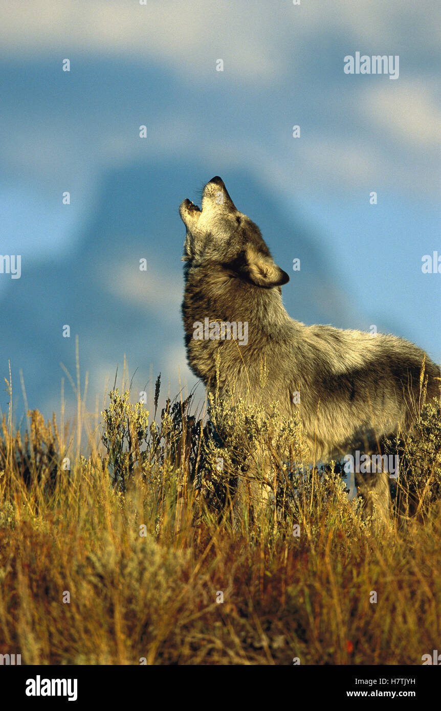 Timber Wolf (Canis lupus) adult howling, Teton Valley, Idaho Stock ...