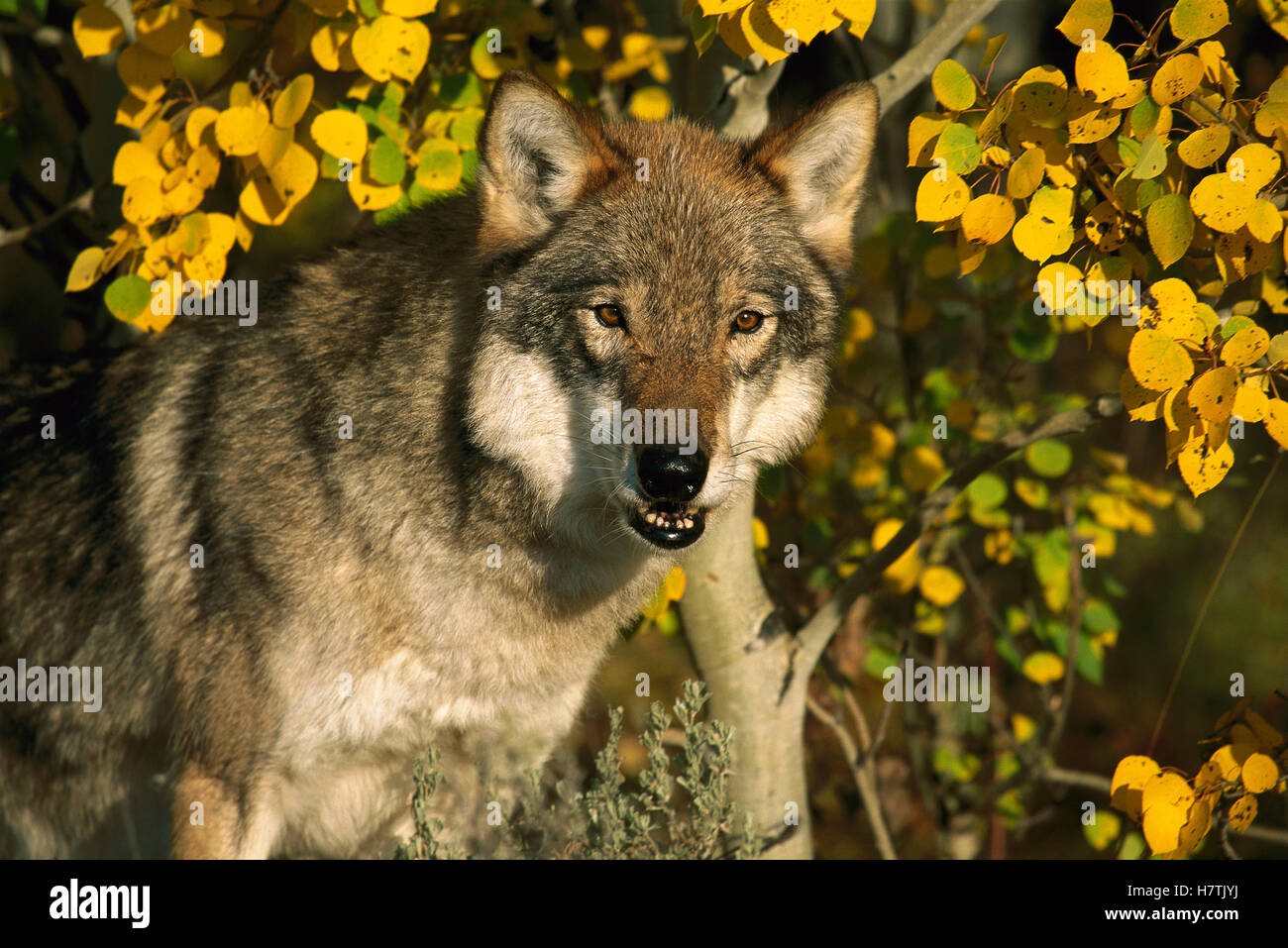 Timber Wolf (Canis lupus) portrait among aspen leaves, Teton Valley ...