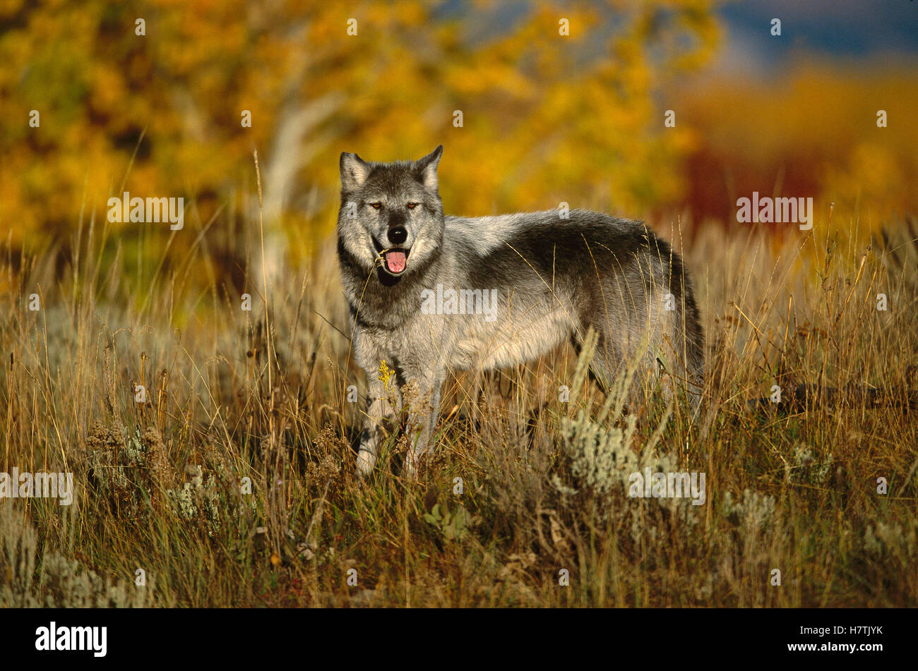 Timber Wolf (Canis lupus) standing in meadow, Teton Valley, Idaho Stock ...