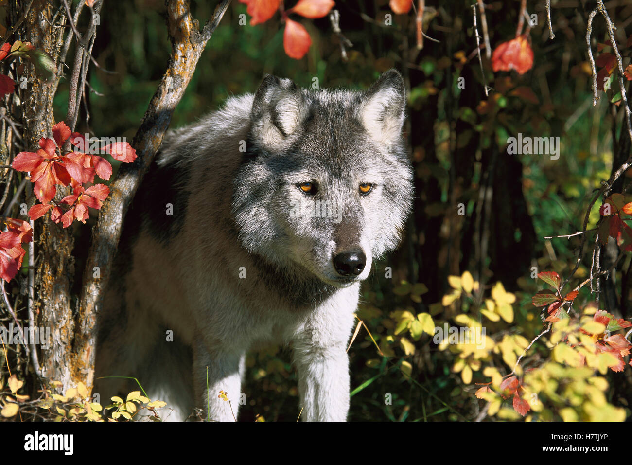 Timber Wolf (Canis lupus) portrait, Teton Valley, Idaho Stock Photo - Alamy