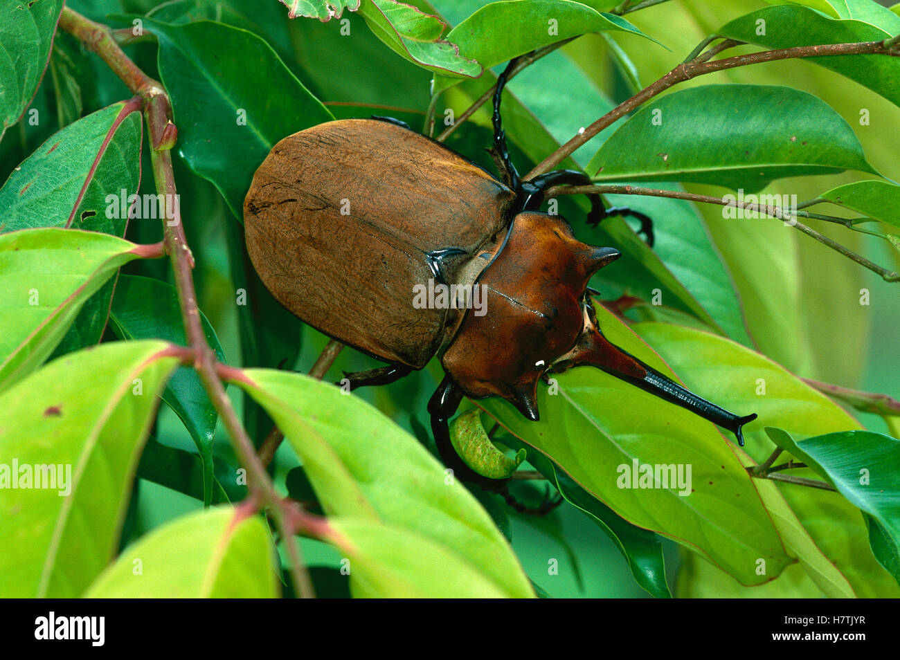 Rhinoceros Beetle (Dynastinae) amid tree leaves, Tortuguero National ...
