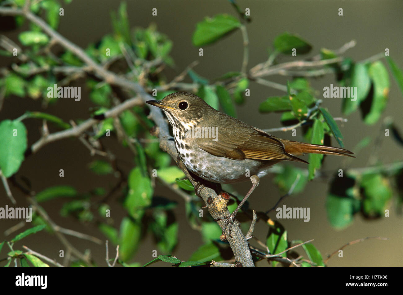 Hermit Thrush (Catharus guttatus) adult perching in tree, Santa Rita ...