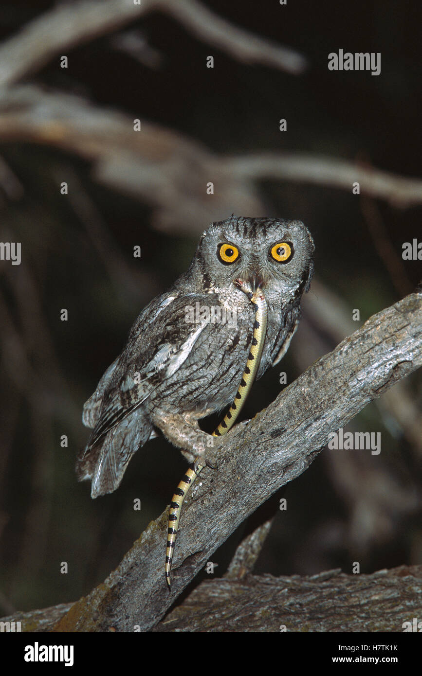 Western Screech Owl (Megascops kennicottii) with captured Variable ...