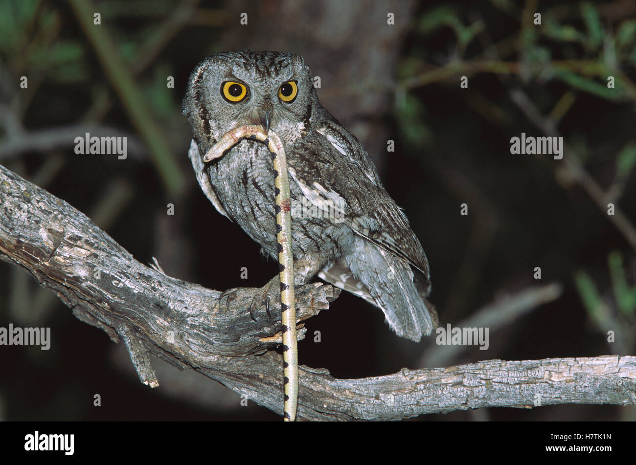 Western Screech Owl (Megascops kennicottii) with captured Variable ...