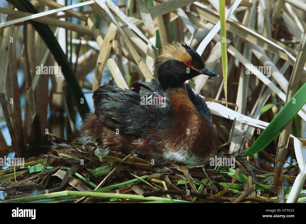 Horned Grebe (Podiceps auritus) male on nest with chick, Saskatchewan ...