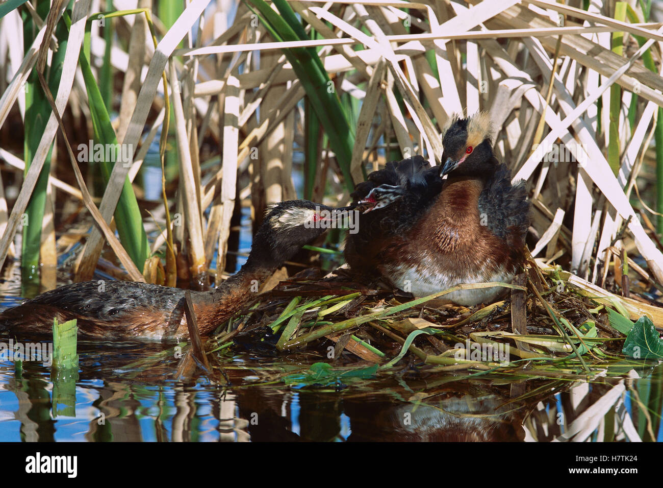 Horned Grebe (Podiceps auritus) male and female at nest with chicks ...