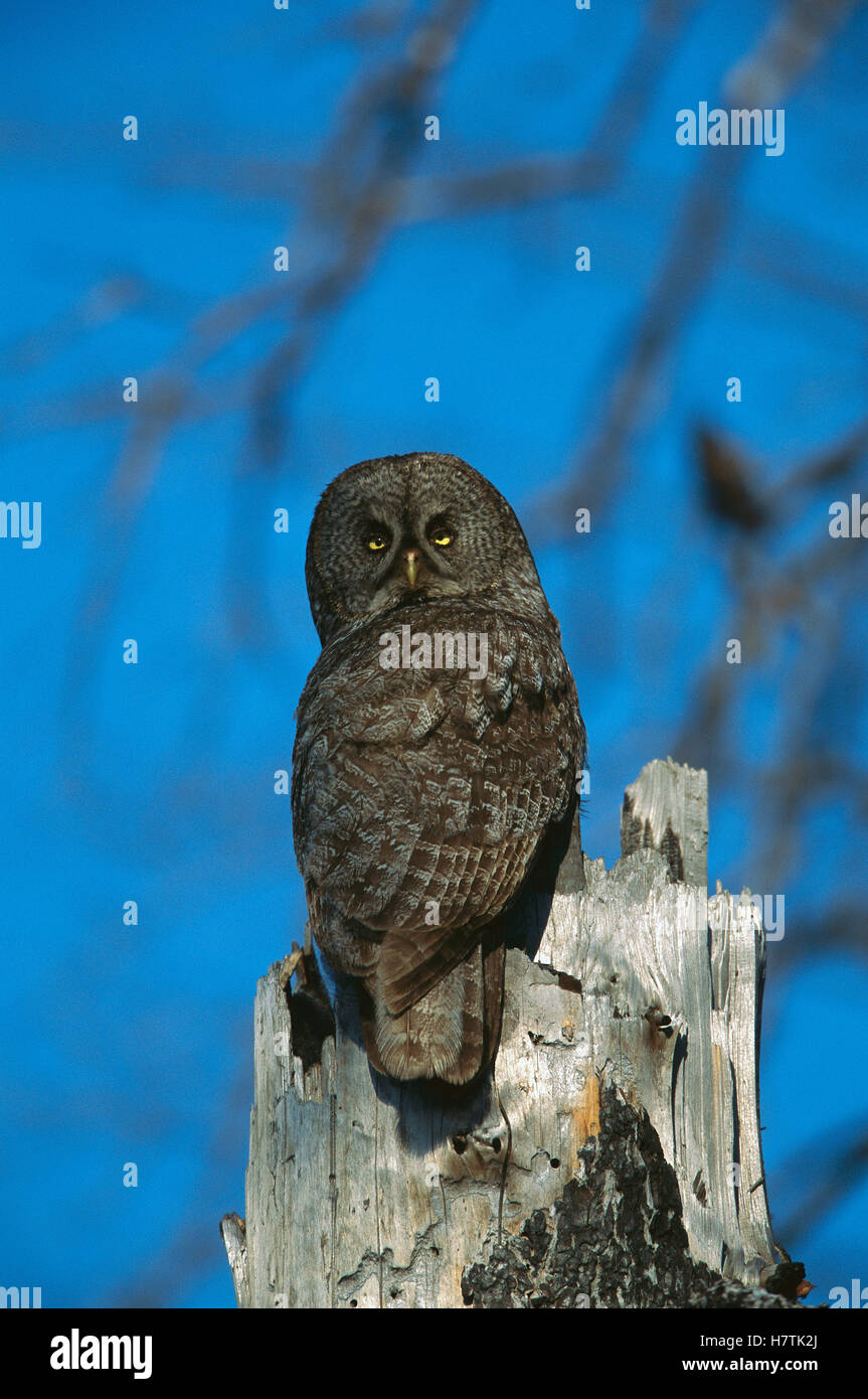 Great Gray Owl (Strix nebulosa) head turned 180 degrees, Saskatchewan ...