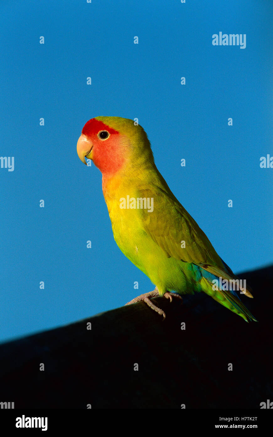 Peach-faced Lovebird (Agapornis roseicollis) portrait, side view, Rio ...
