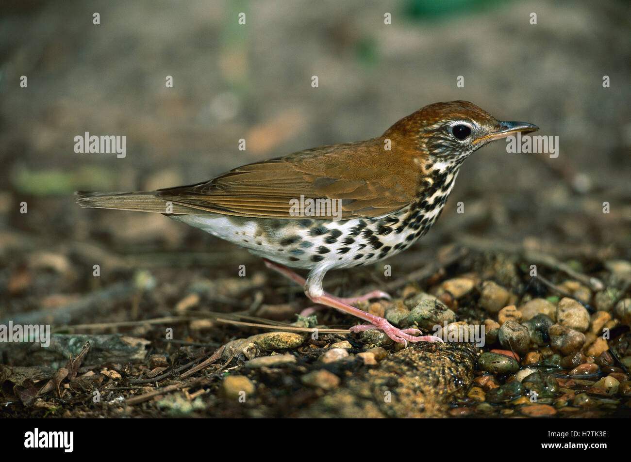 Wood Thrush (Hylocichla mustelinus), Rio Grande Valley, Texas Stock ...