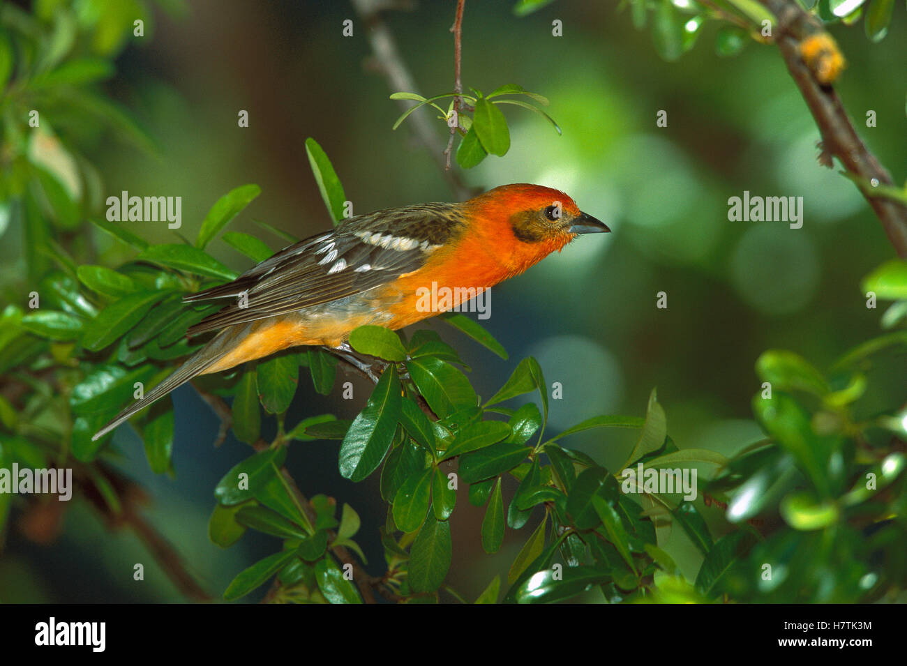 Flame-colored Tanager (Piranga bidentata) male, perched in tree, Madera ...