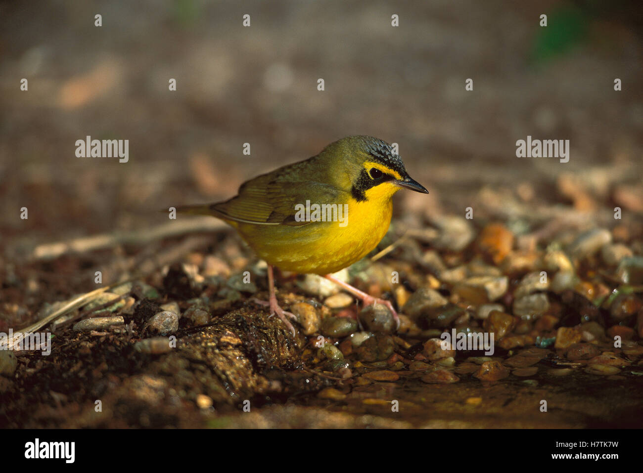 Kentucky Warbler (Geothlypis formosa) male at drinking pool, Rio Grande ...