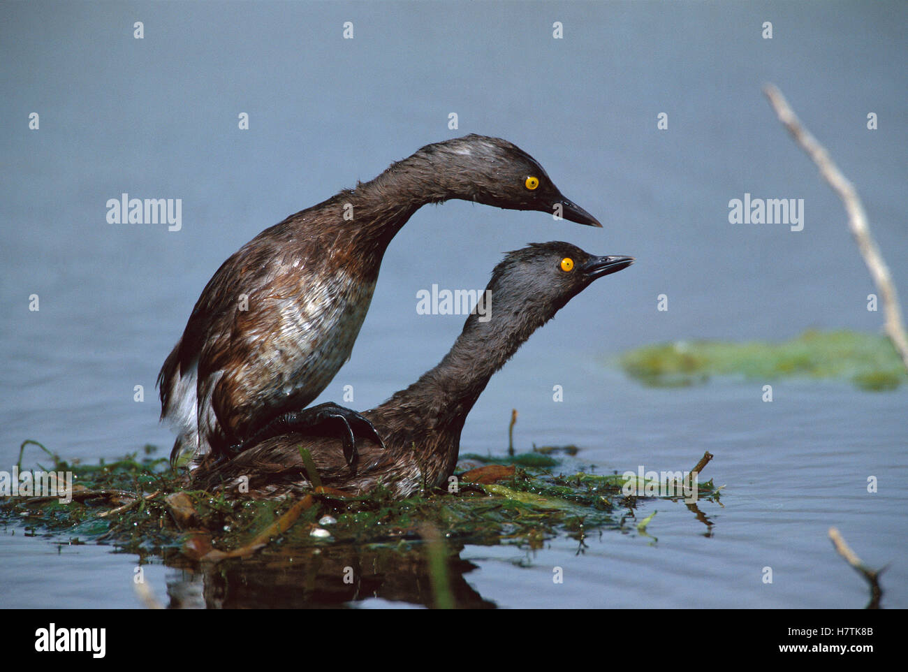 Least Grebe (Tachybaptus dominicus) pair mating, Rio Grande Valley ...