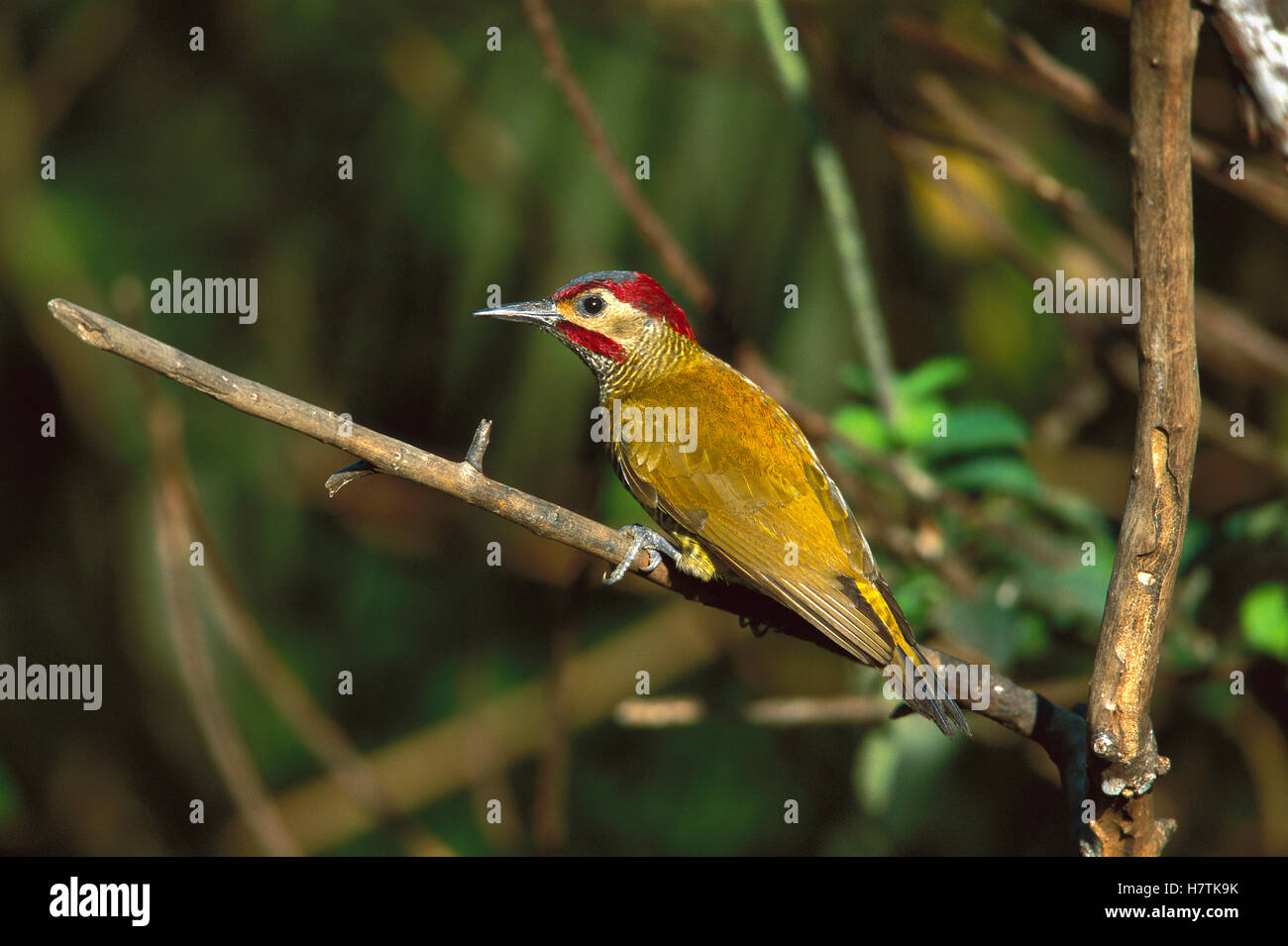 Golden-olive Woodpecker (Colaptes rubiginosus) male perched in tree ...