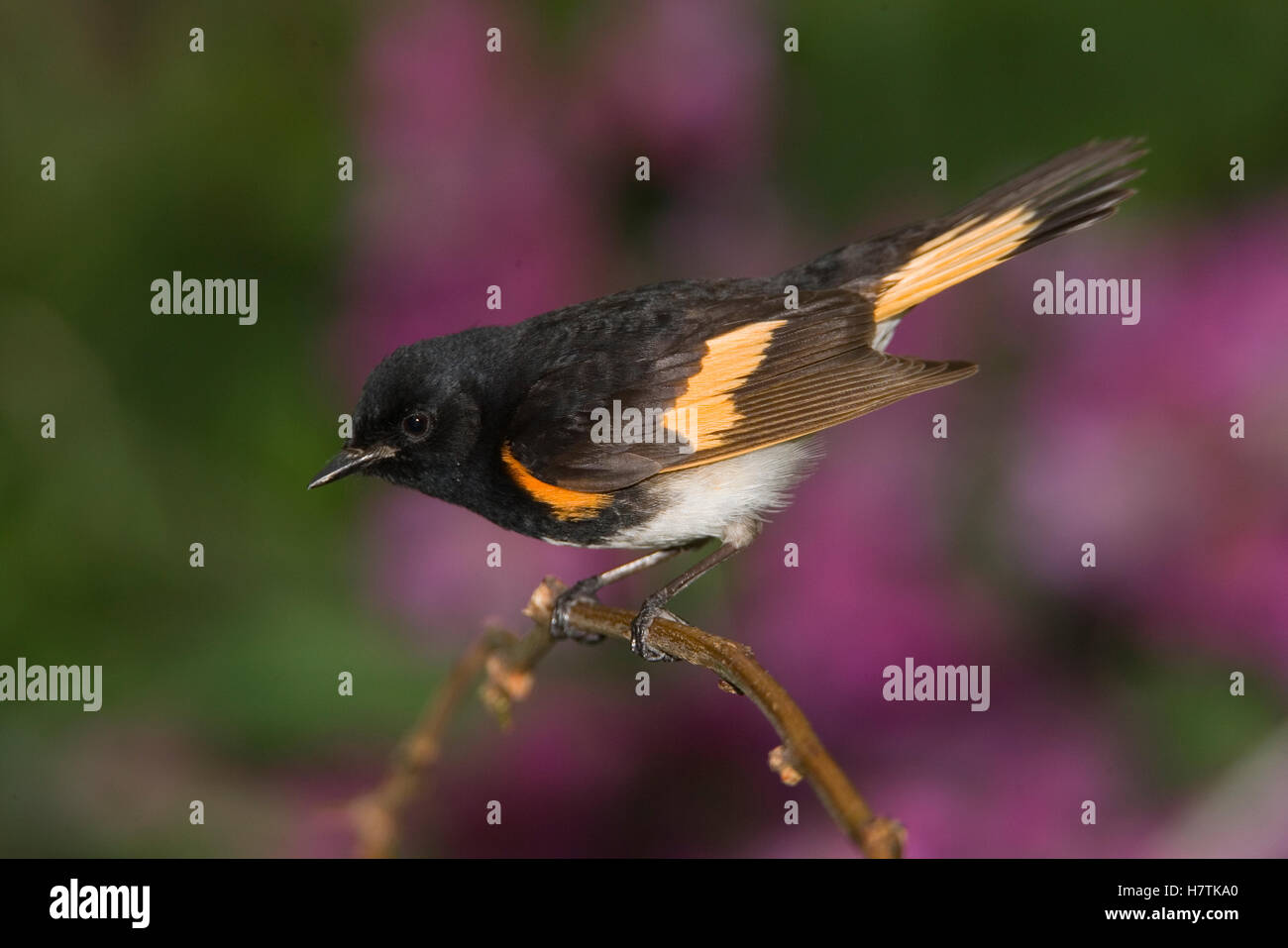 American Redstart (Setophaga ruticilla) male perched on a branch, Rio ...