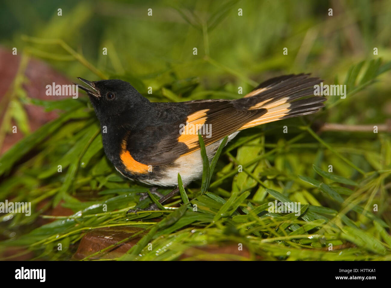 American Redstart (Setophaga ruticilla) male, Rio Grande Valley, Texas ...