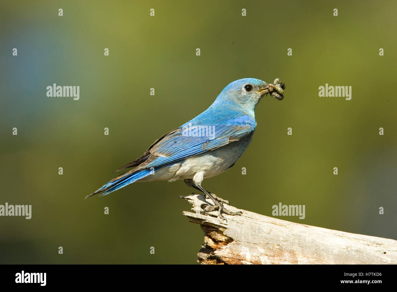 Mountain Bluebird (Sialia currucoides) male with insect prey, White ...