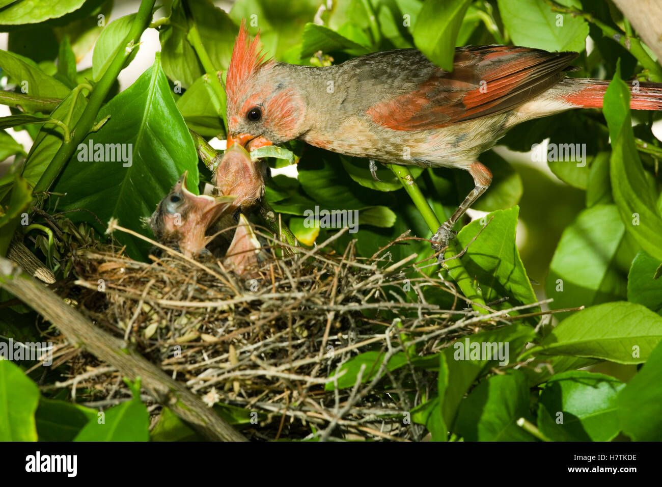 Northern Cardinal (Cardinalis cardinalis) mother feeding chicks at nest ...