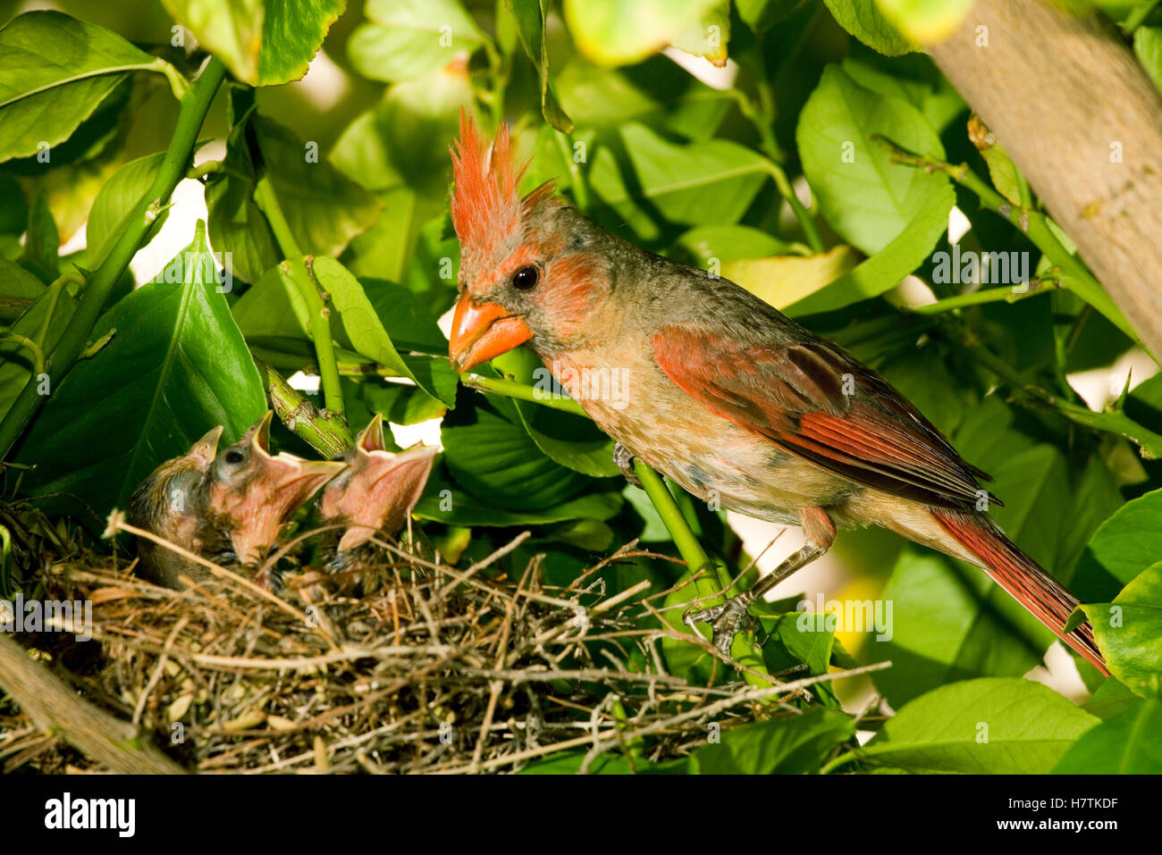 Northern Cardinal (Cardinalis cardinalis) mother feeding chicks at nest ...