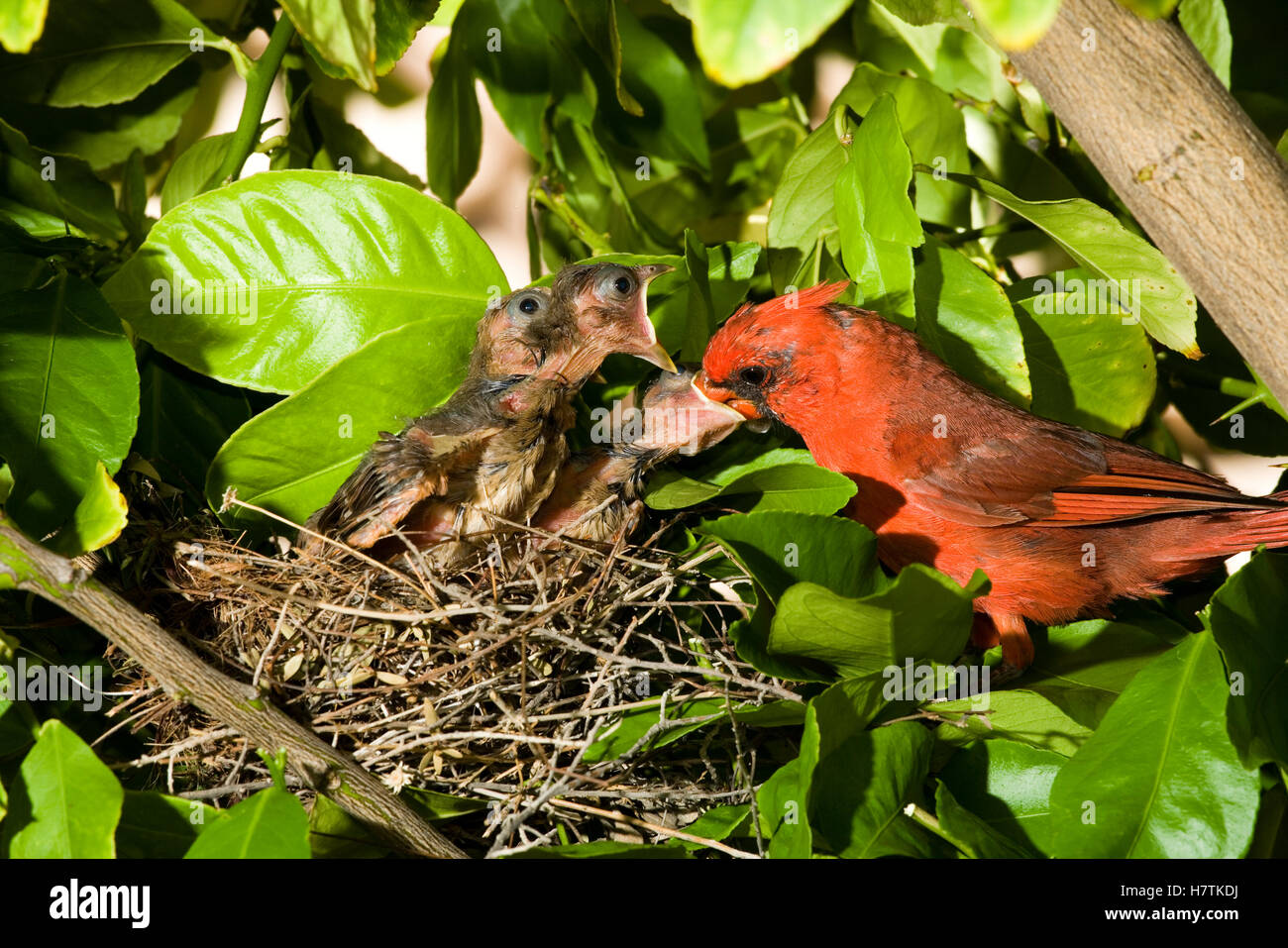 Northern Cardinal (Cardinalis cardinalis) father feeding chicks at nest ...
