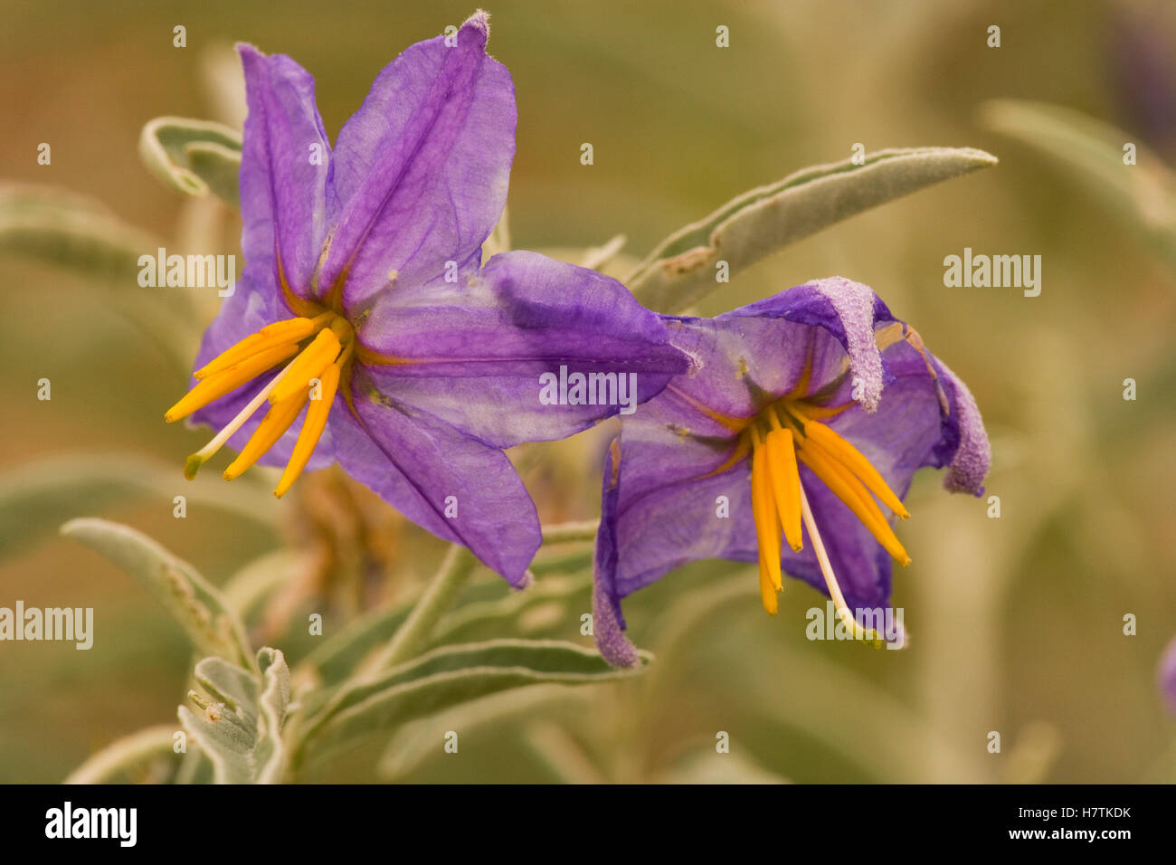 Purple Nightshade (Solanum xanti) poisonous desert wildflower, Santa ...