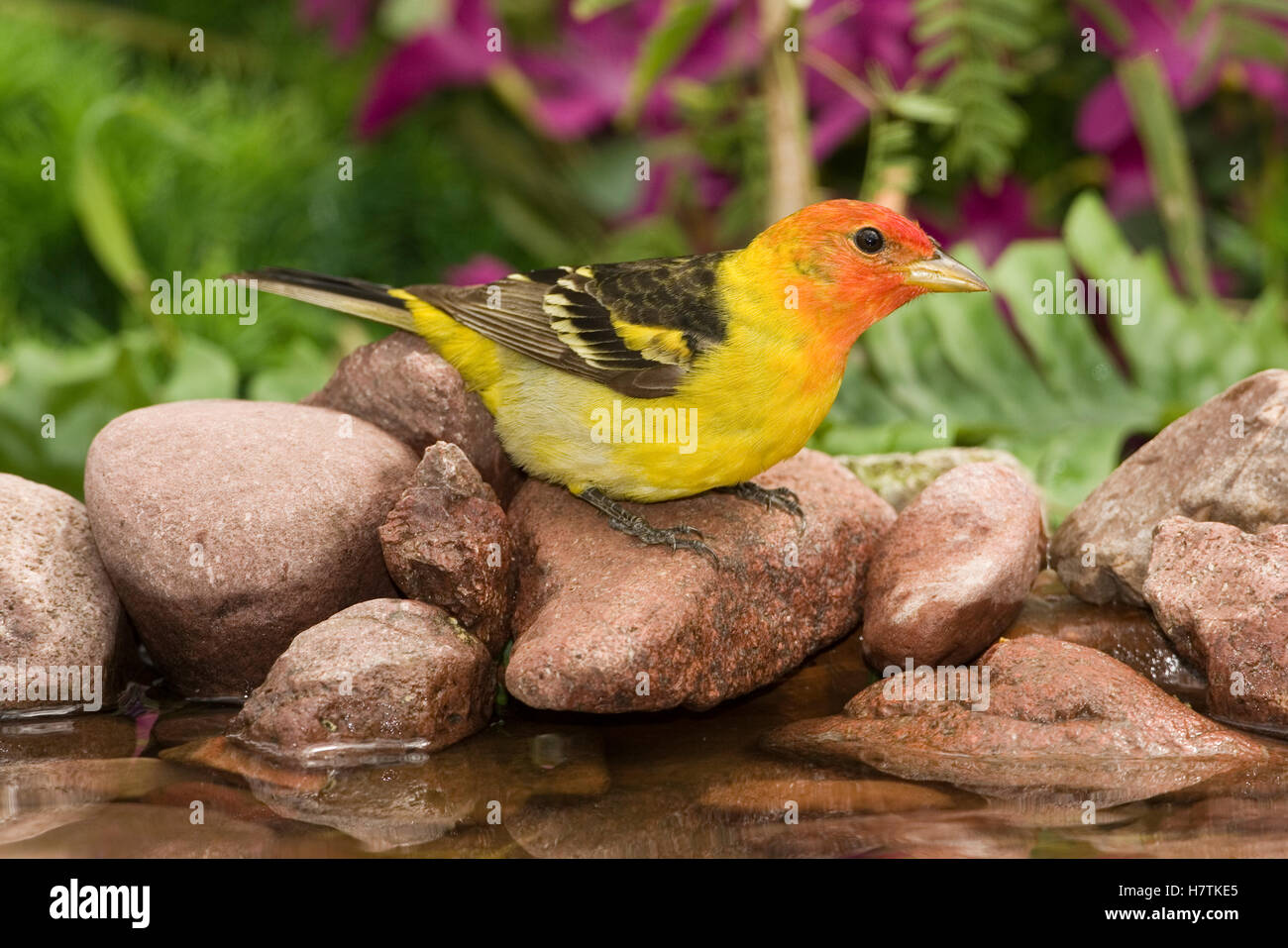Western Tanager (Piranga ludoviciana) male in breeding plumage at bird ...